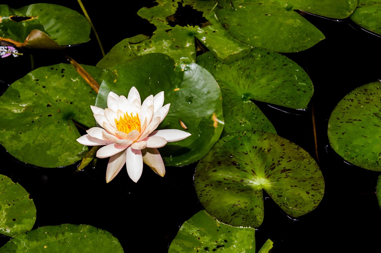 Flower Guns White - Free photo on Pixabay - Pixabay