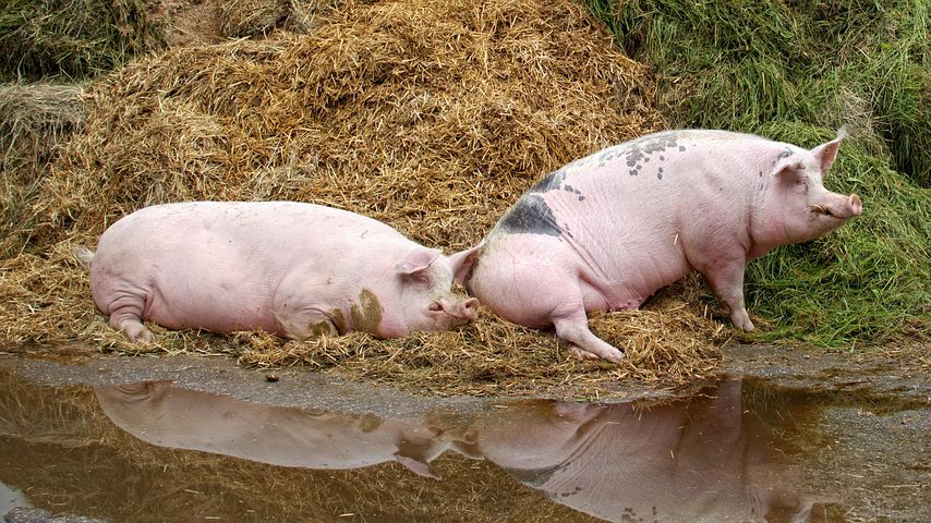 200+ Free Domestic Pig & Pig Images - Pixabay