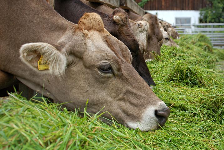 200+ Free Cow Food & Milk Images - Pixabay