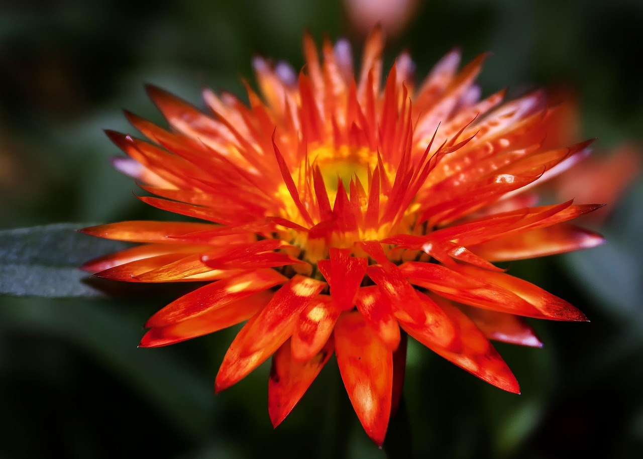 50+ Free Helichrysum & Nature Photos - Pixabay