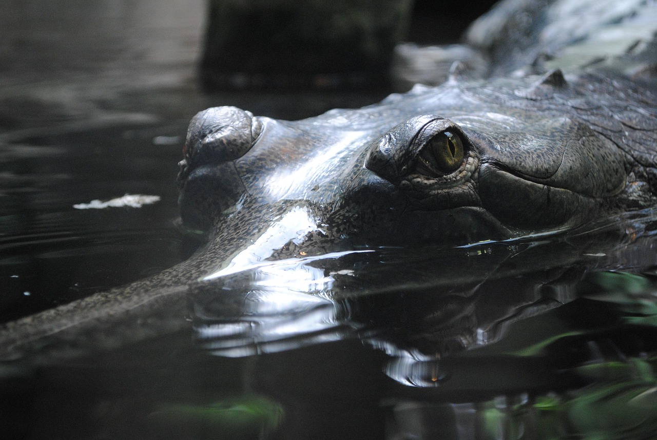 Crocodile Dangerously Eye - Free photo on Pixabay - Pixabay