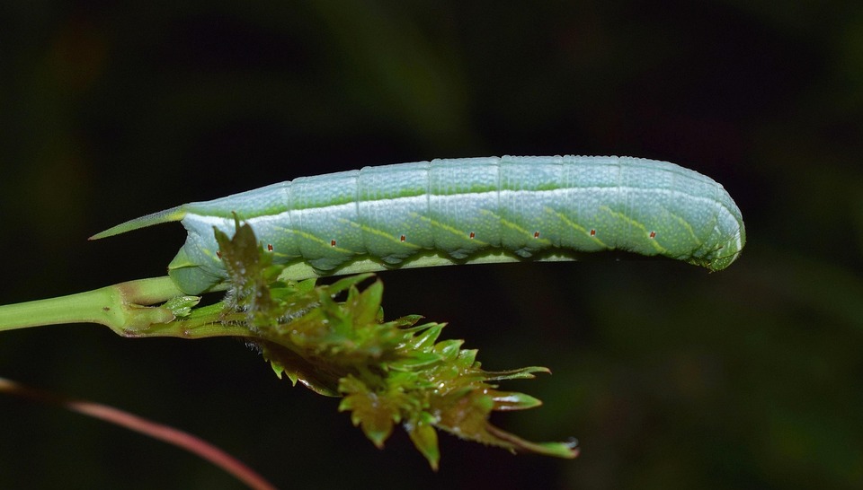 Oruga Larvas De La Polilla - Foto gratis en Pixabay - Pixabay