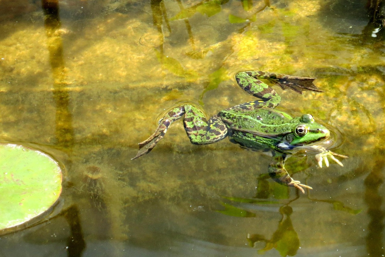 Frog Water Pond - Free photo on Pixabay - Pixabay