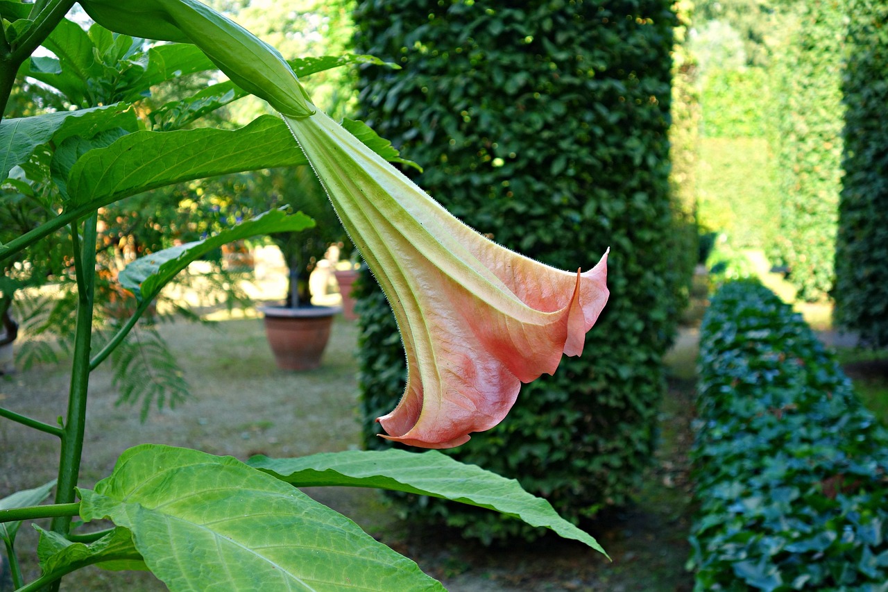 Trompeta De Ángel Brugmansia - Foto gratis en Pixabay - Pixabay