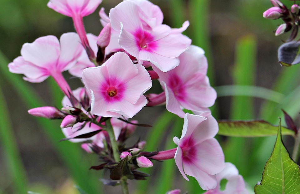 Phlox Flame Flower - Free photo on Pixabay - Pixabay