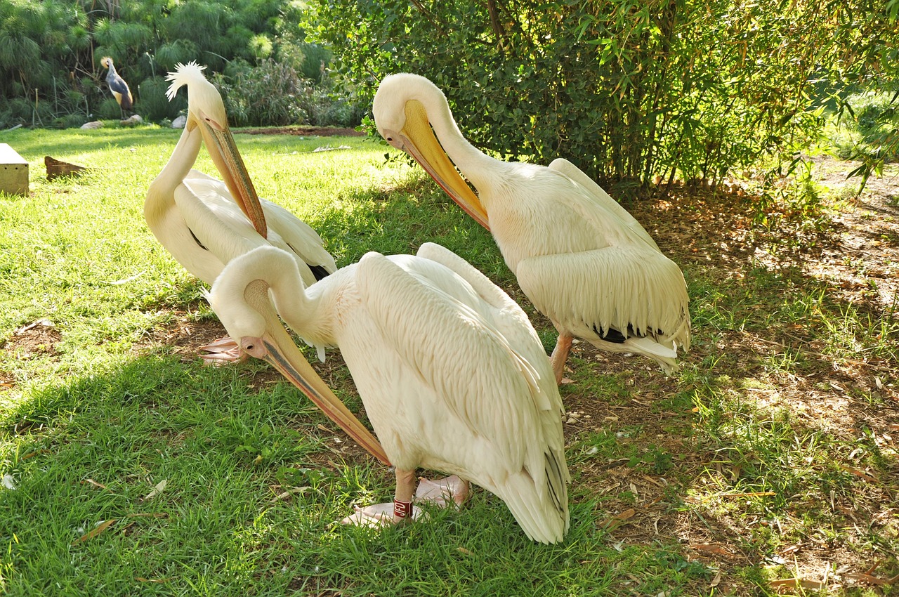 Pelican Bird Nature - Free photo on Pixabay - Pixabay