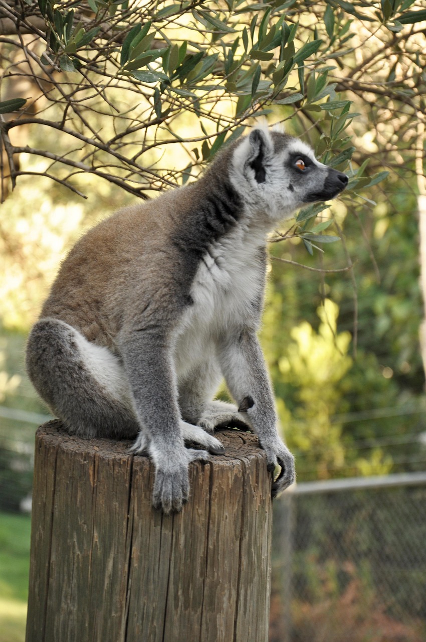 Lemur Tier Zoo - Kostenloses Foto auf Pixabay - Pixabay