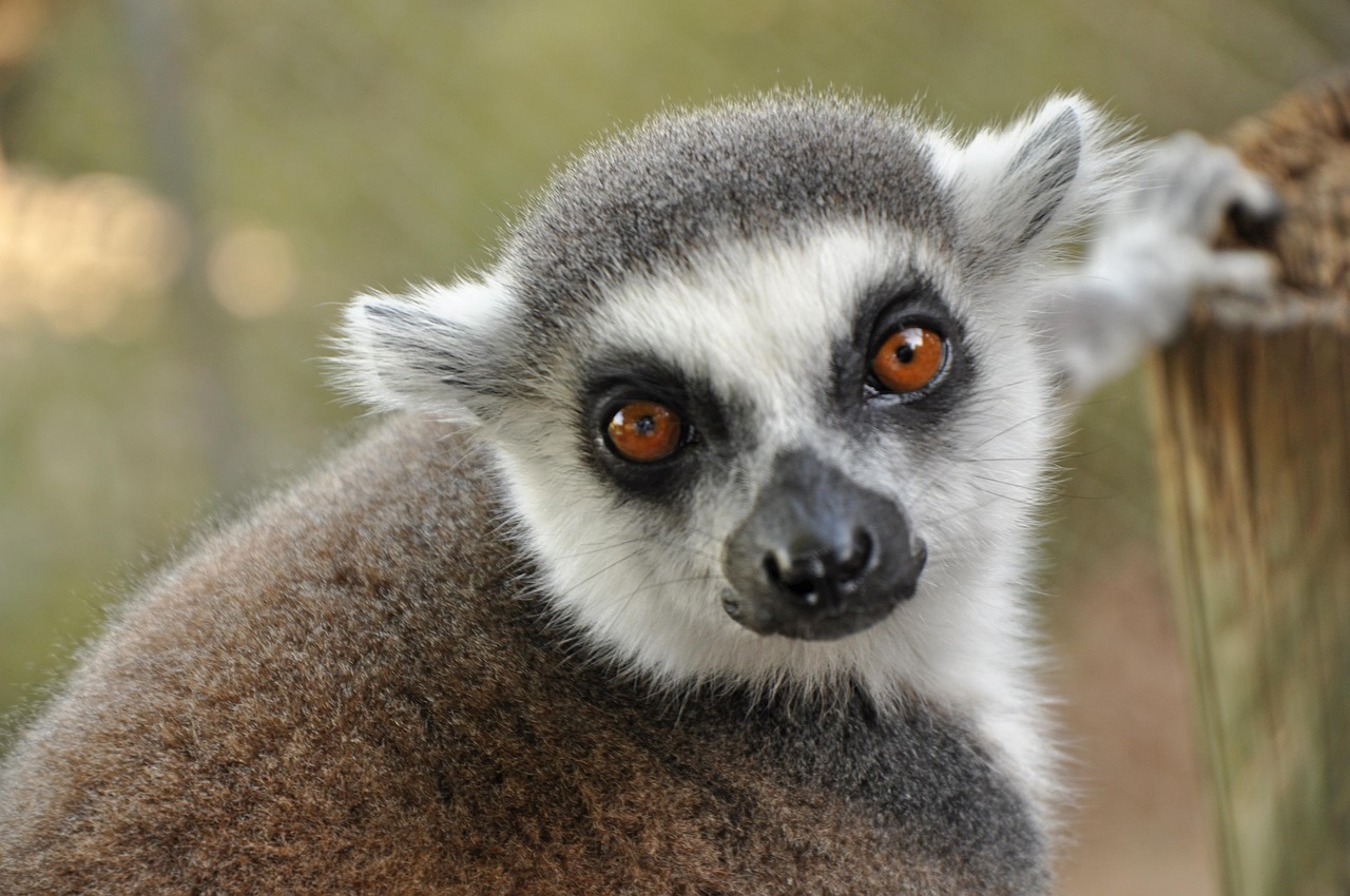 Lemur Zvíře Zoo - Fotografie zdarma na Pixabay - Pixabay