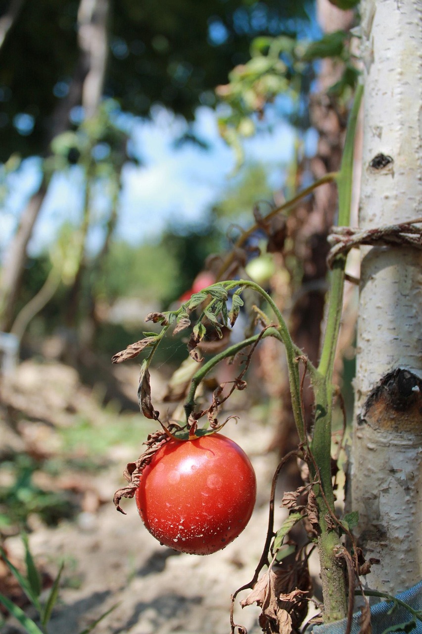 Tomatoes Nature Vegetables - Free photo on Pixabay - Pixabay