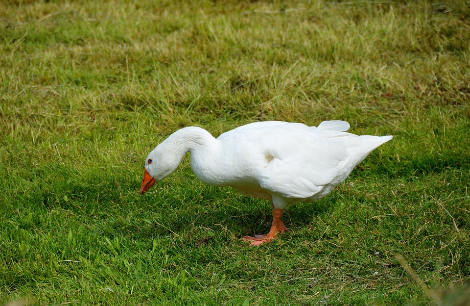 Lucky Goose In Motion - Free photo on Pixabay - Pixabay