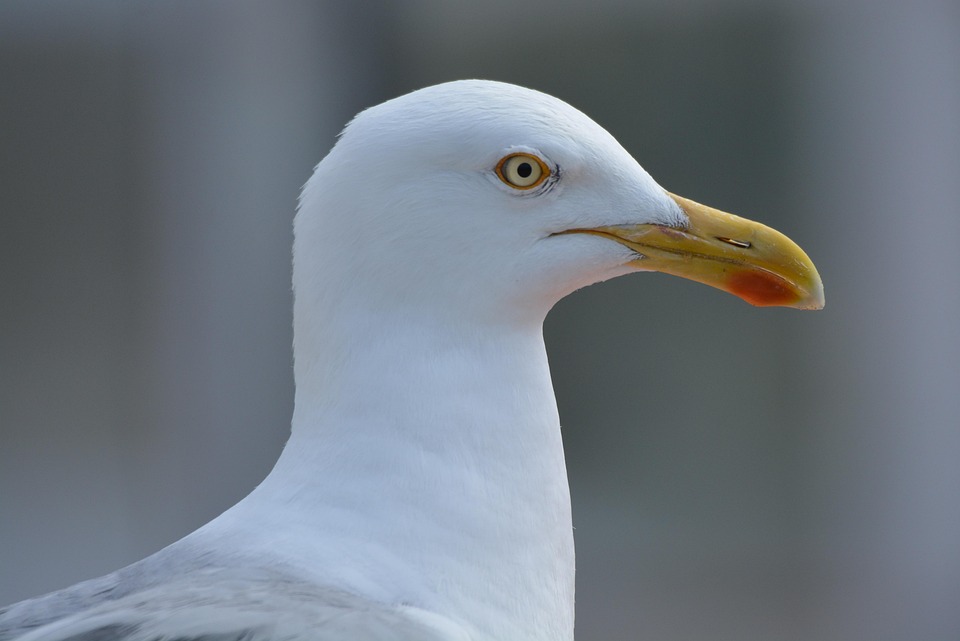 Mouette Oiseau Animal - Photo gratuite sur Pixabay - Pixabay