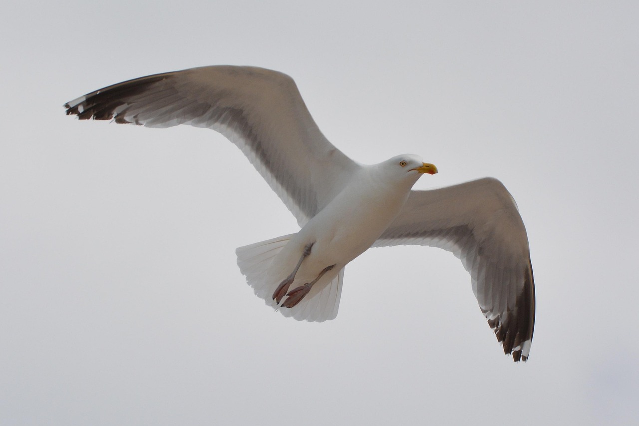 Mouette Oiseau Animal - Photo gratuite sur Pixabay - Pixabay
