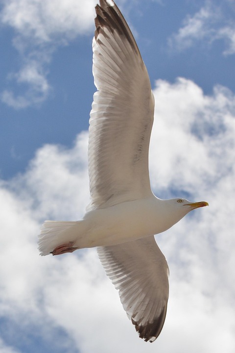 Seagull Bird Animal - Free photo on Pixabay - Pixabay