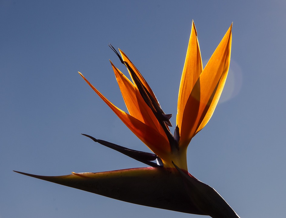 Bird Of Paradise Flower - Free photo on Pixabay