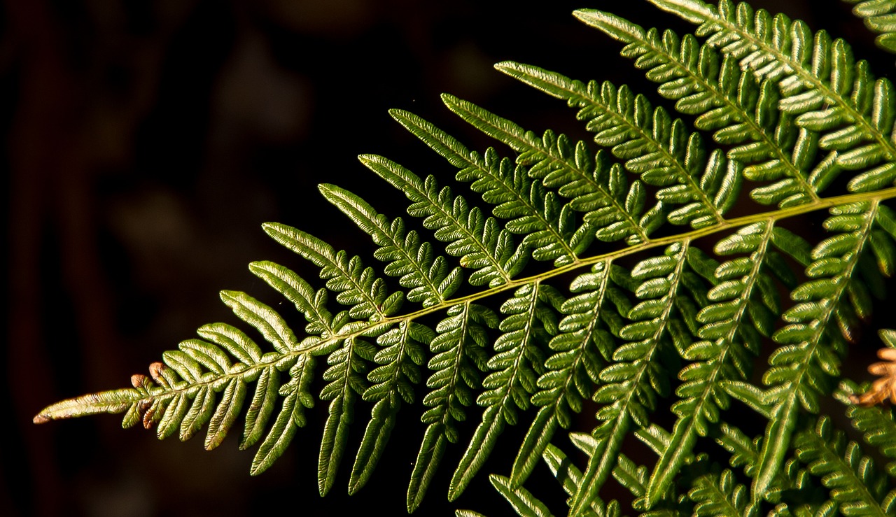 Samambaia Folha Verde - Foto gratuita no Pixabay - Pixabay