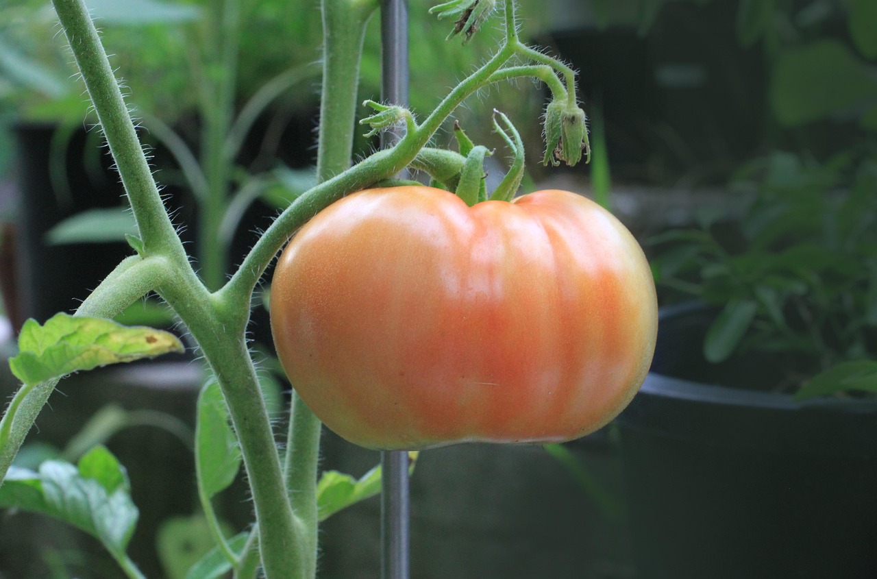 Tomato Food Nutrition - Free photo on Pixabay - Pixabay