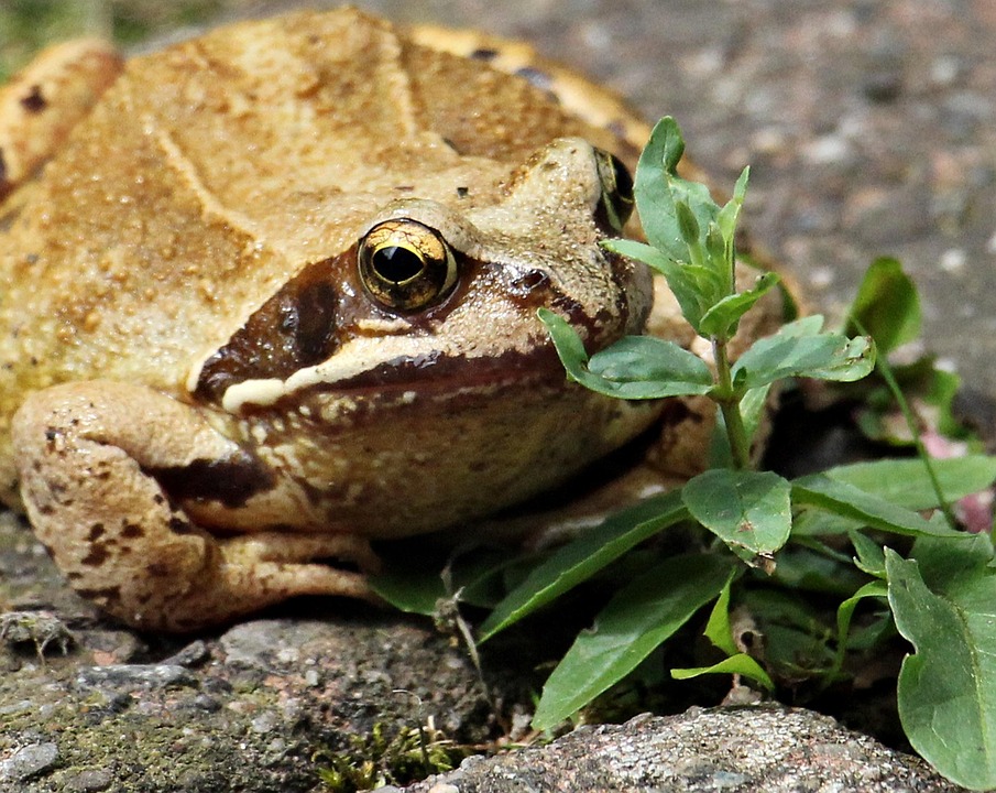 Frog Wildlife Animal - Free photo on Pixabay - Pixabay