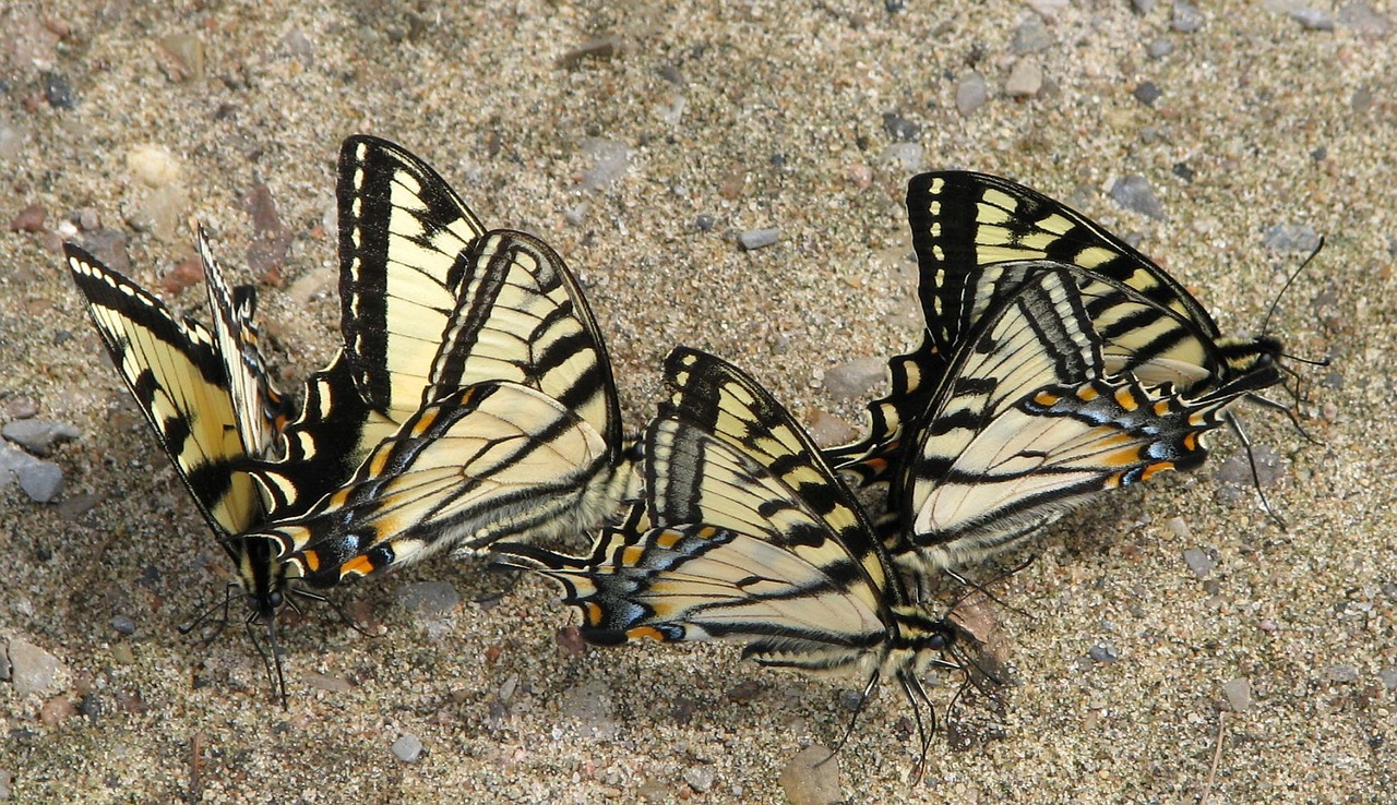 Canadian Tiger Swallowtail Papilio - Free photo on Pixabay