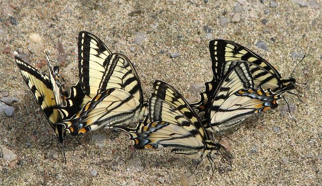 Canadian Tiger Swallowtail Papilio - Free photo on Pixabay