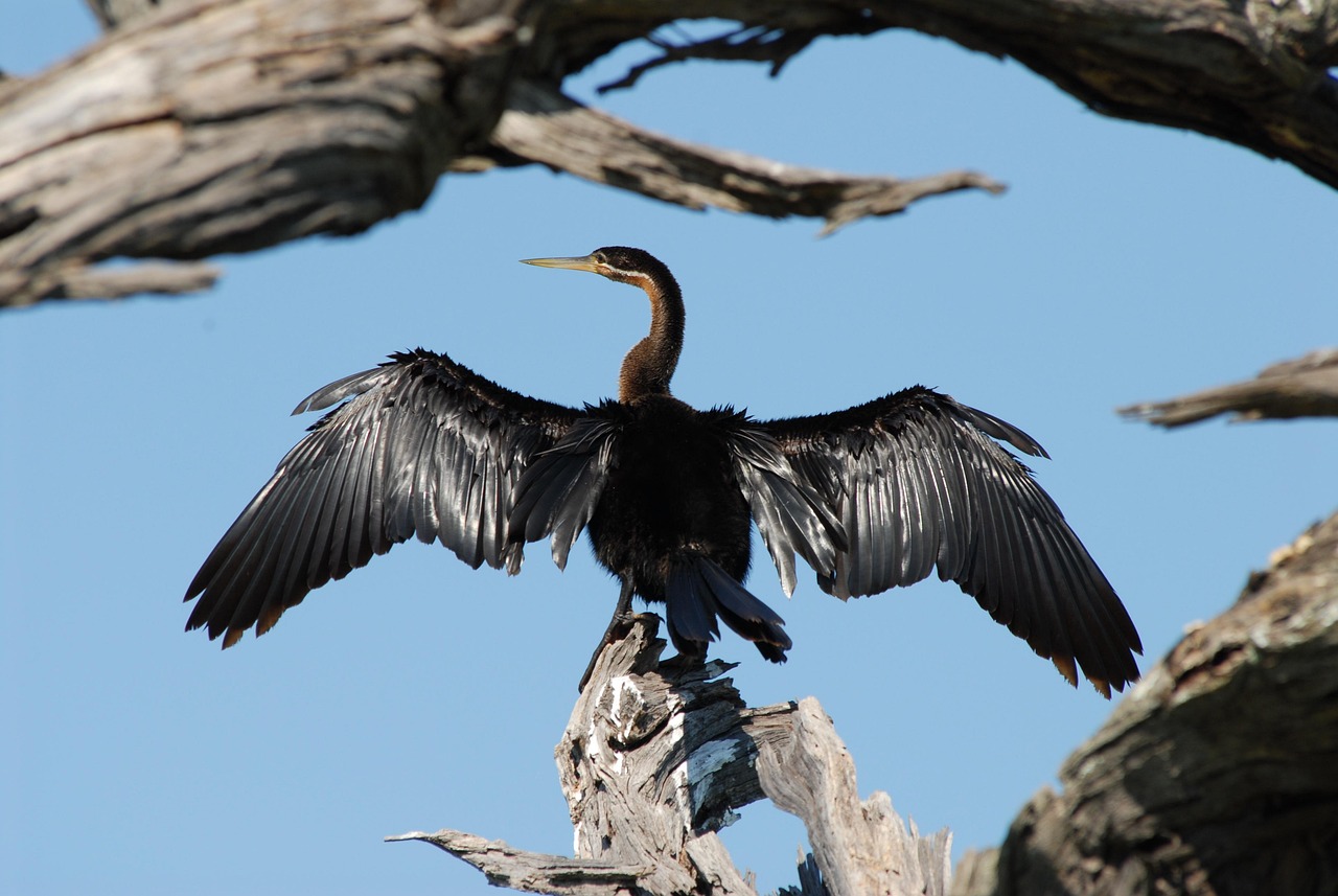 Cormorant Bird Drying - Free photo on Pixabay - Pixabay
