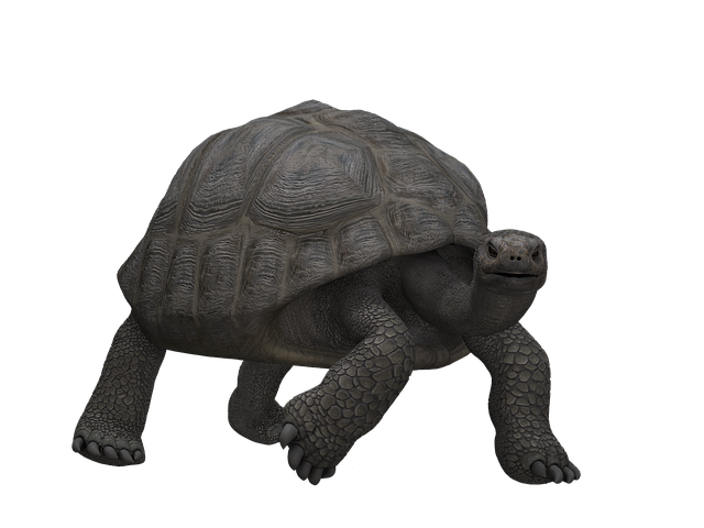 2,000+ Free Turtles & Sea Turtle Images - Pixabay