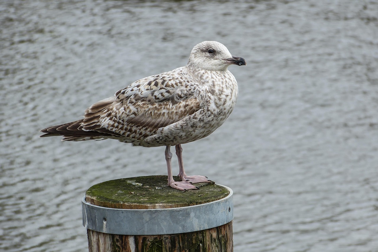 Herring Gull Young Larus - Free photo on Pixabay - Pixabay