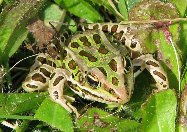Northern Leopard Frog Lithobates - Free photo on Pixabay
