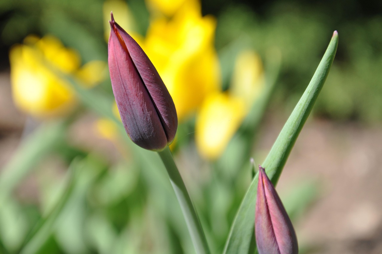 Tulipe Jaune Mauve - Photo gratuite sur Pixabay - Pixabay