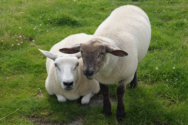Oveja Animales Cordero - Foto gratis en Pixabay