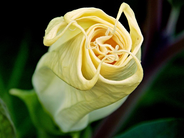 Bunga Kuning Putih - Foto gratis di Pixabay - Pixabay