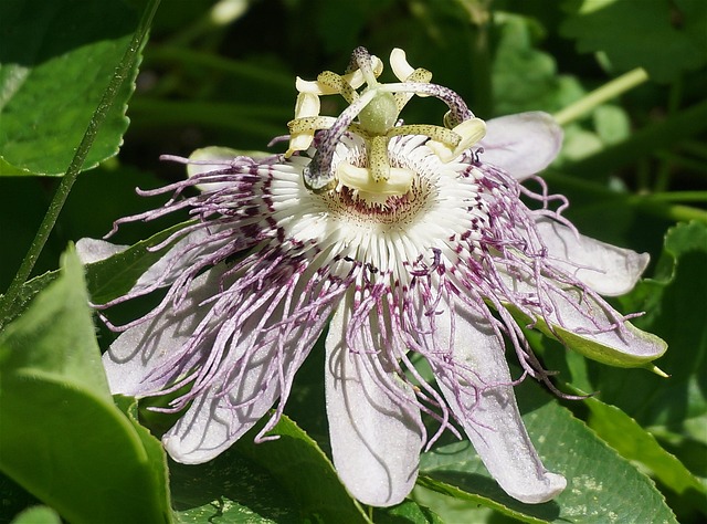 Passion Flower Side View - Free photo on Pixabay