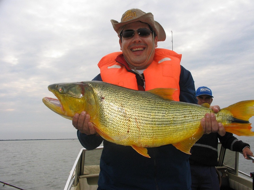 Pesca Dorado Pez - Foto gratis en Pixabay - Pixabay