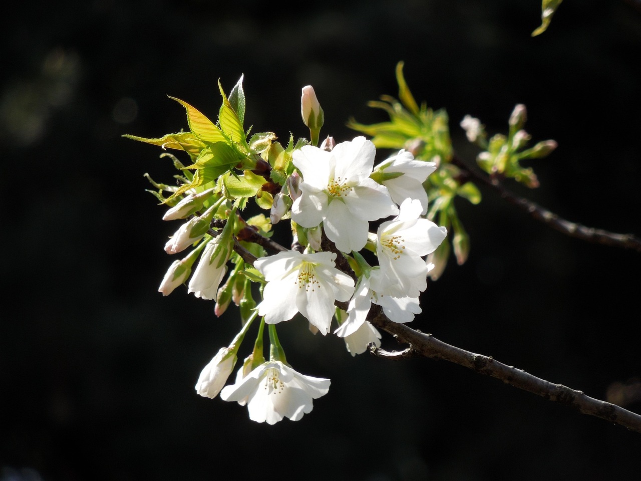 Cerezo Flor De Primavera - Foto gratis en Pixabay - Pixabay