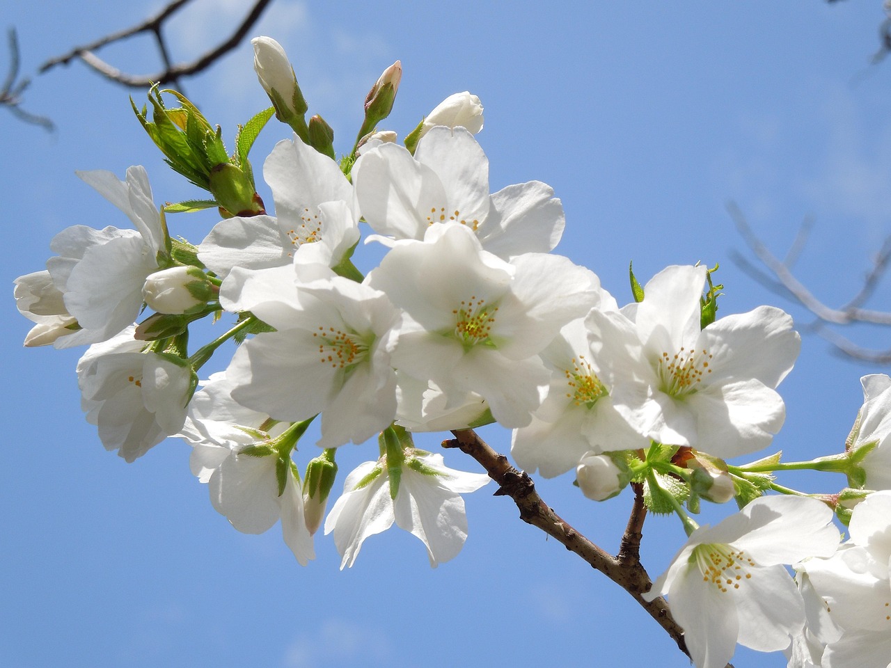 Parque De Primavera Con Cerezos En Flor