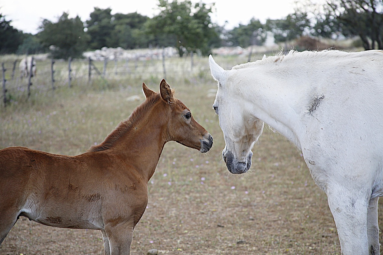 Cheval Poulain Jument - Photo gratuite sur Pixabay - Pixabay