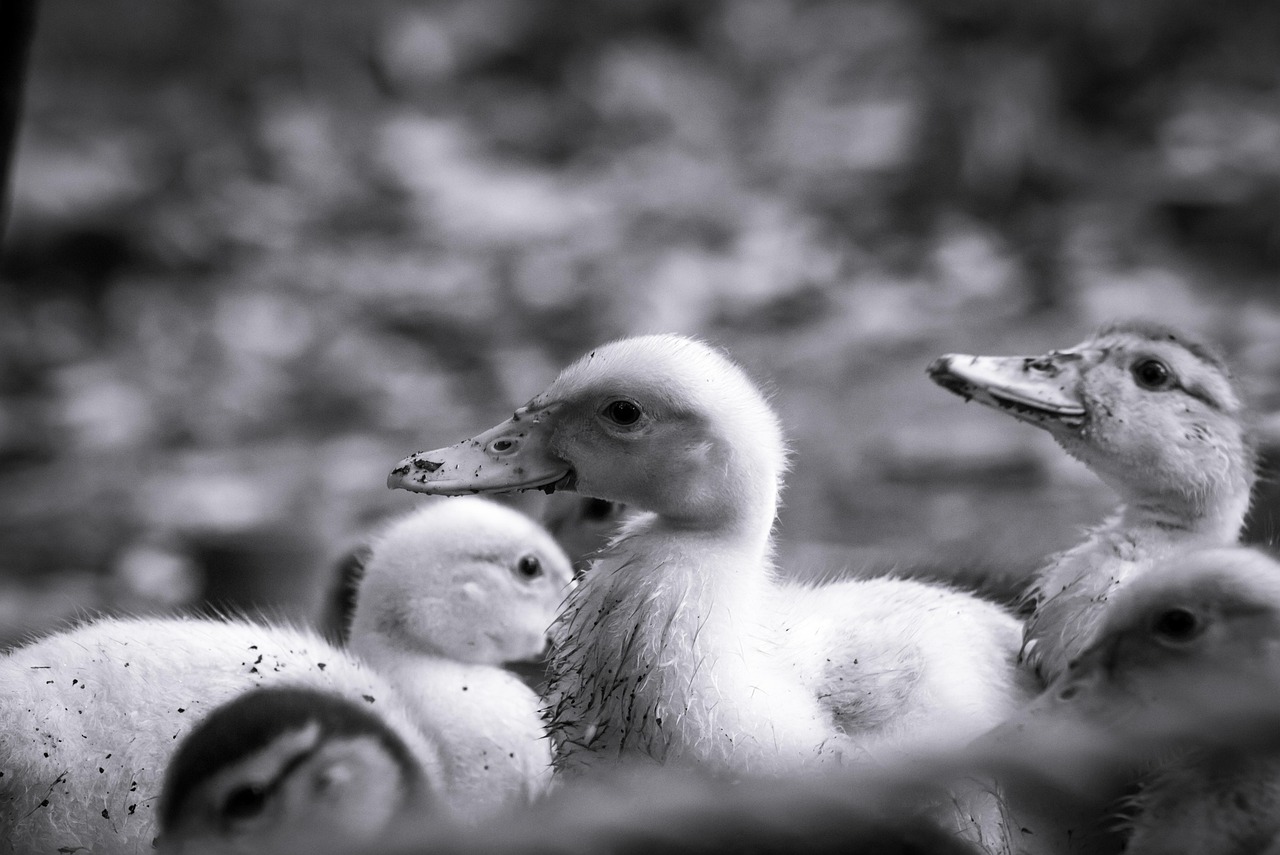 Pato Branco Com Bebes