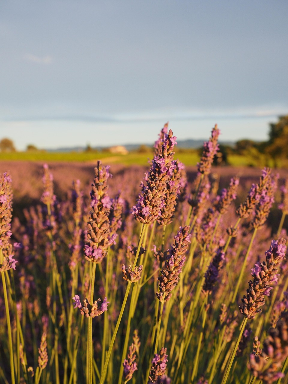 Lavender Field Evening - Free photo on Pixabay - Pixabay