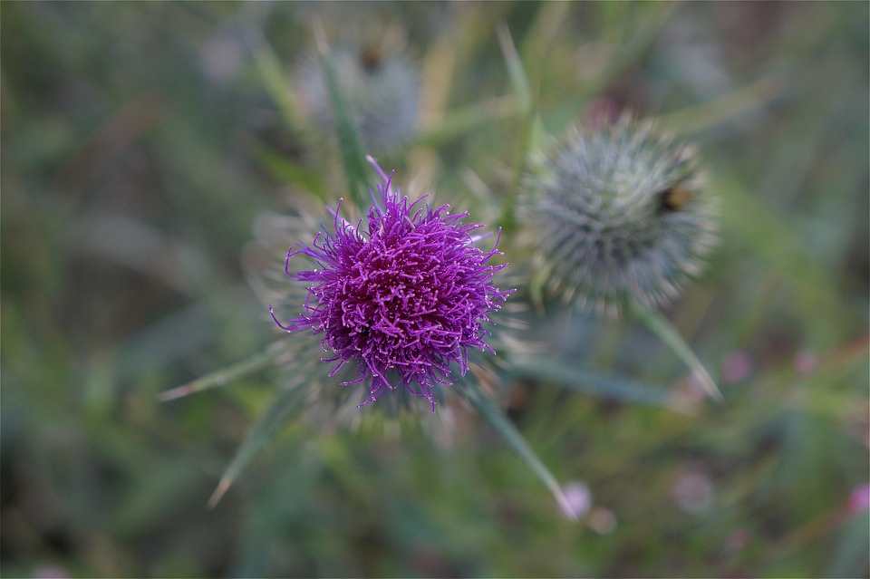 Mauve Plante Jardin - Photo gratuite sur Pixabay - Pixabay