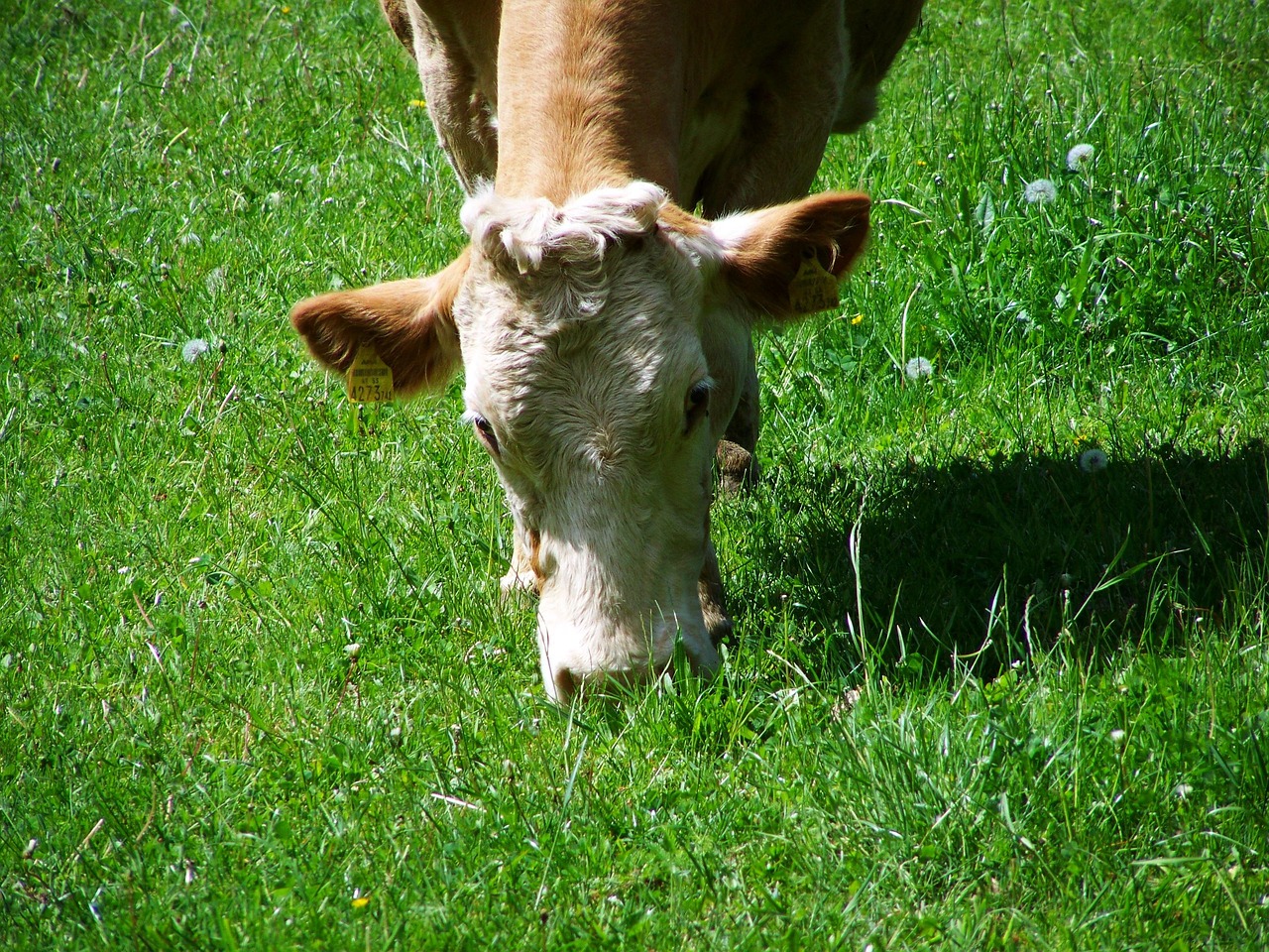 Portrait De Vache Pâturer Bétail - Photo gratuite sur Pixabay - Pixabay