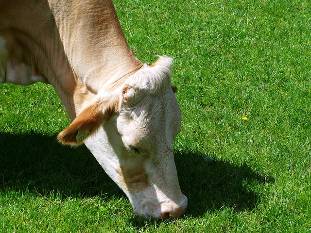 Portrait De Vache Pâturer - Photo gratuite sur Pixabay - Pixabay