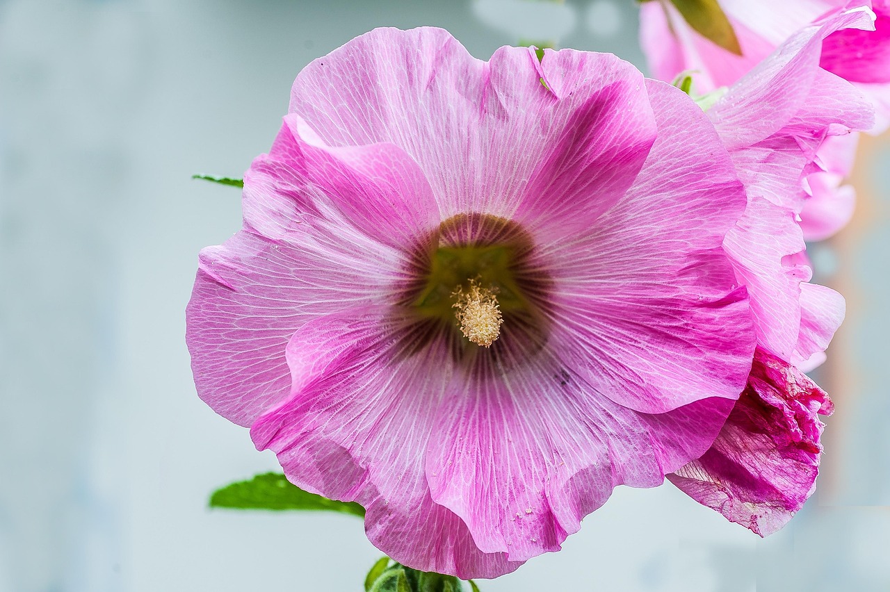 700+ Free Hollyhocks & Nature Images - Pixabay
