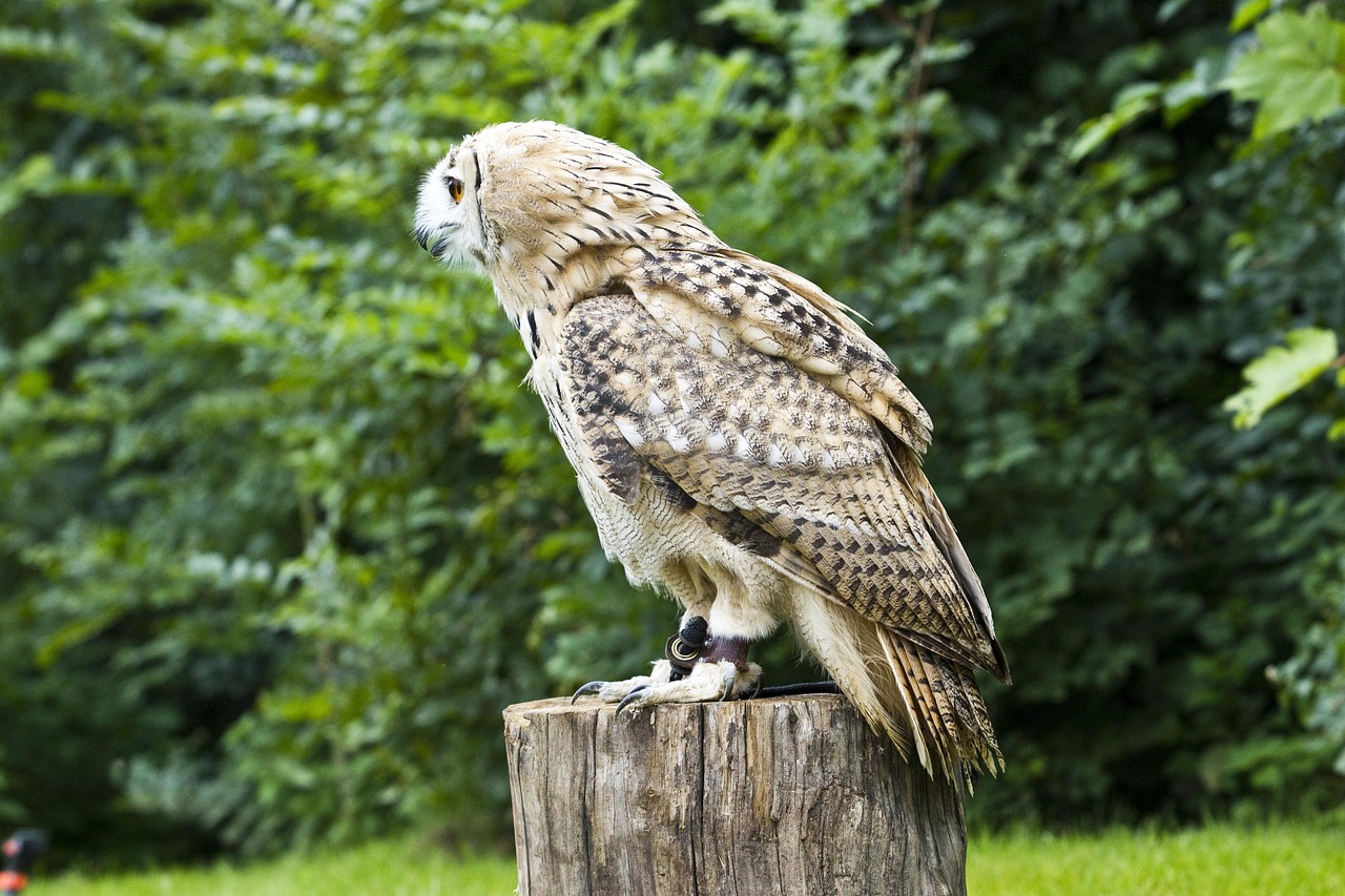 Roofvogel Uil Vogel - Gratis foto op Pixabay - Pixabay