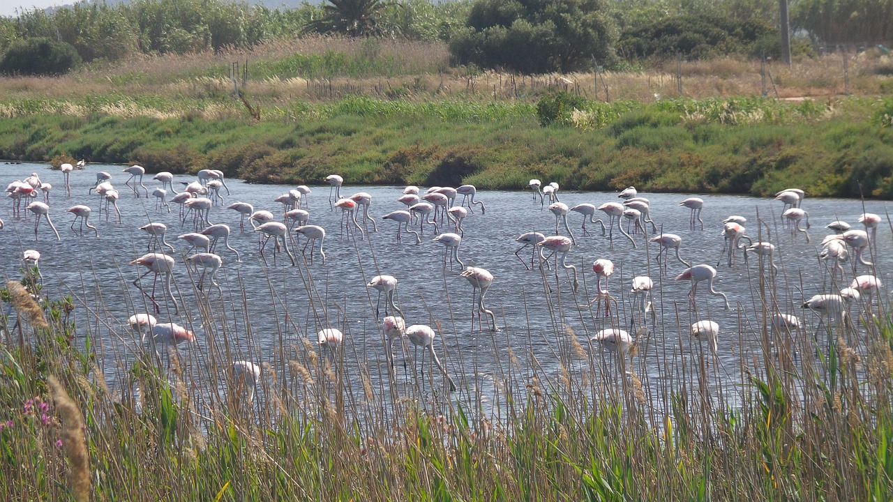 Flamingo Verão Marsh Aves - Foto gratuita no Pixabay - Pixabay