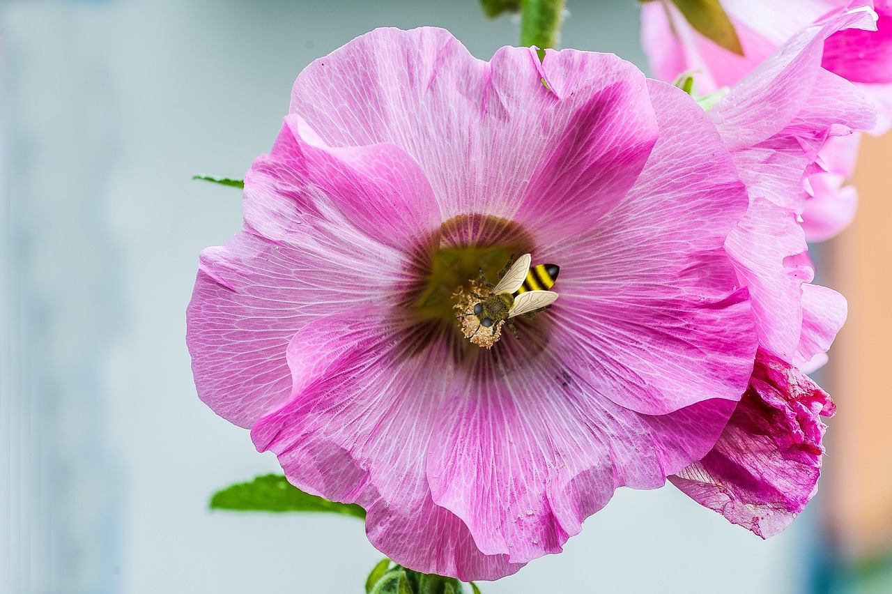 Flor Abeja Macro - Foto gratis en Pixabay - Pixabay