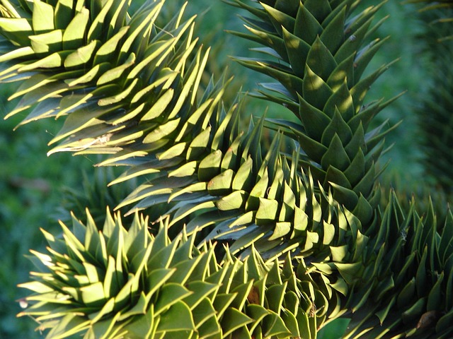 Araucaria Plant Tree - Free photo on Pixabay - Pixabay
