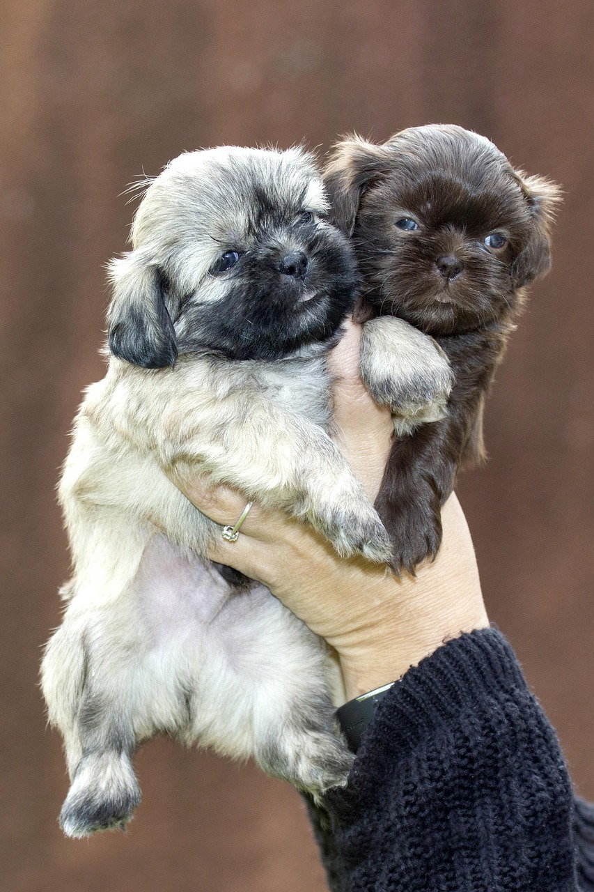 Más de 100 imágenes gratis de Shih Tzu y Perro - Pixabay