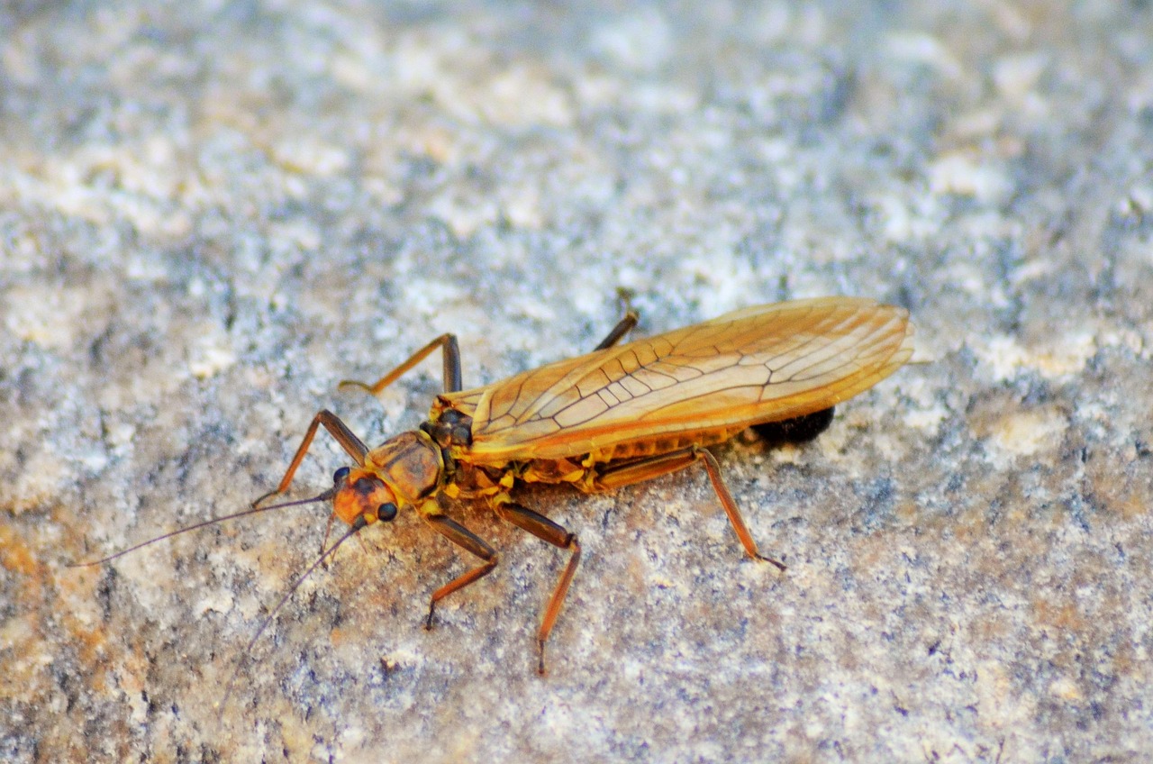 Insect Cicada Singing - Free photo on Pixabay - Pixabay