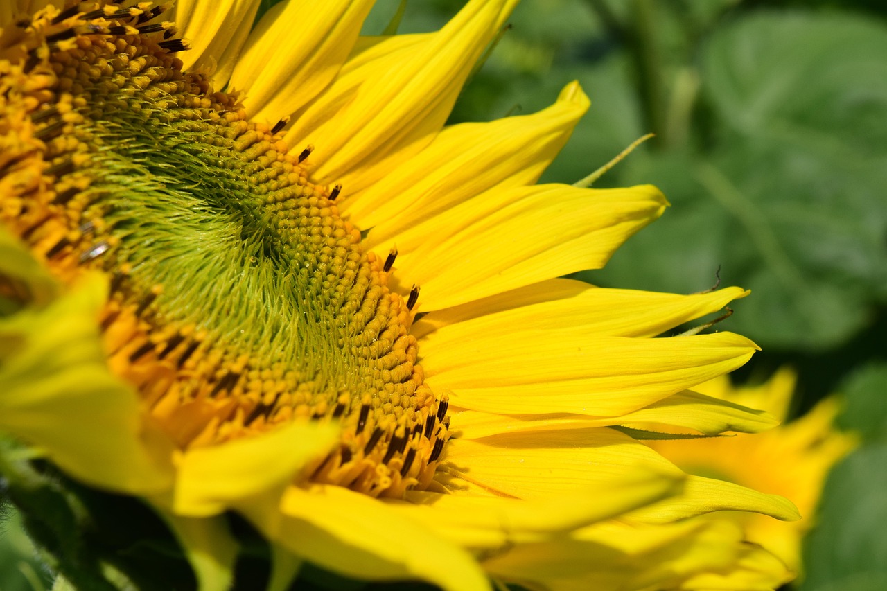 Floarea-Soarelui Floare Galben - Fotografie gratuită pe Pixabay - Pixabay