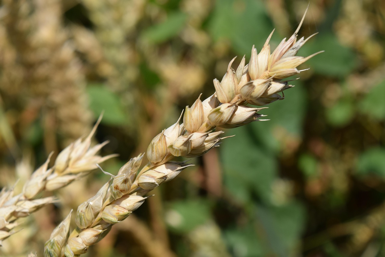 Wheat Ear Grain Close - Free photo on Pixabay - Pixabay
