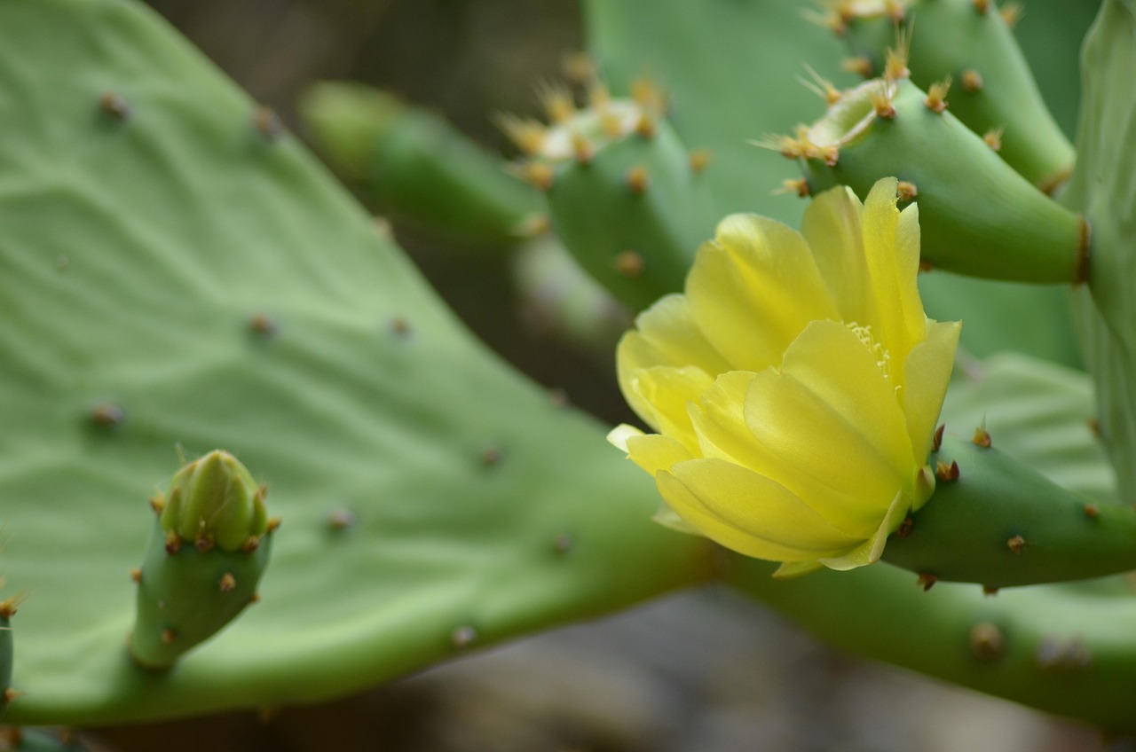 Flor De Cacto Espinhos - Foto gratuita no Pixabay - Pixabay